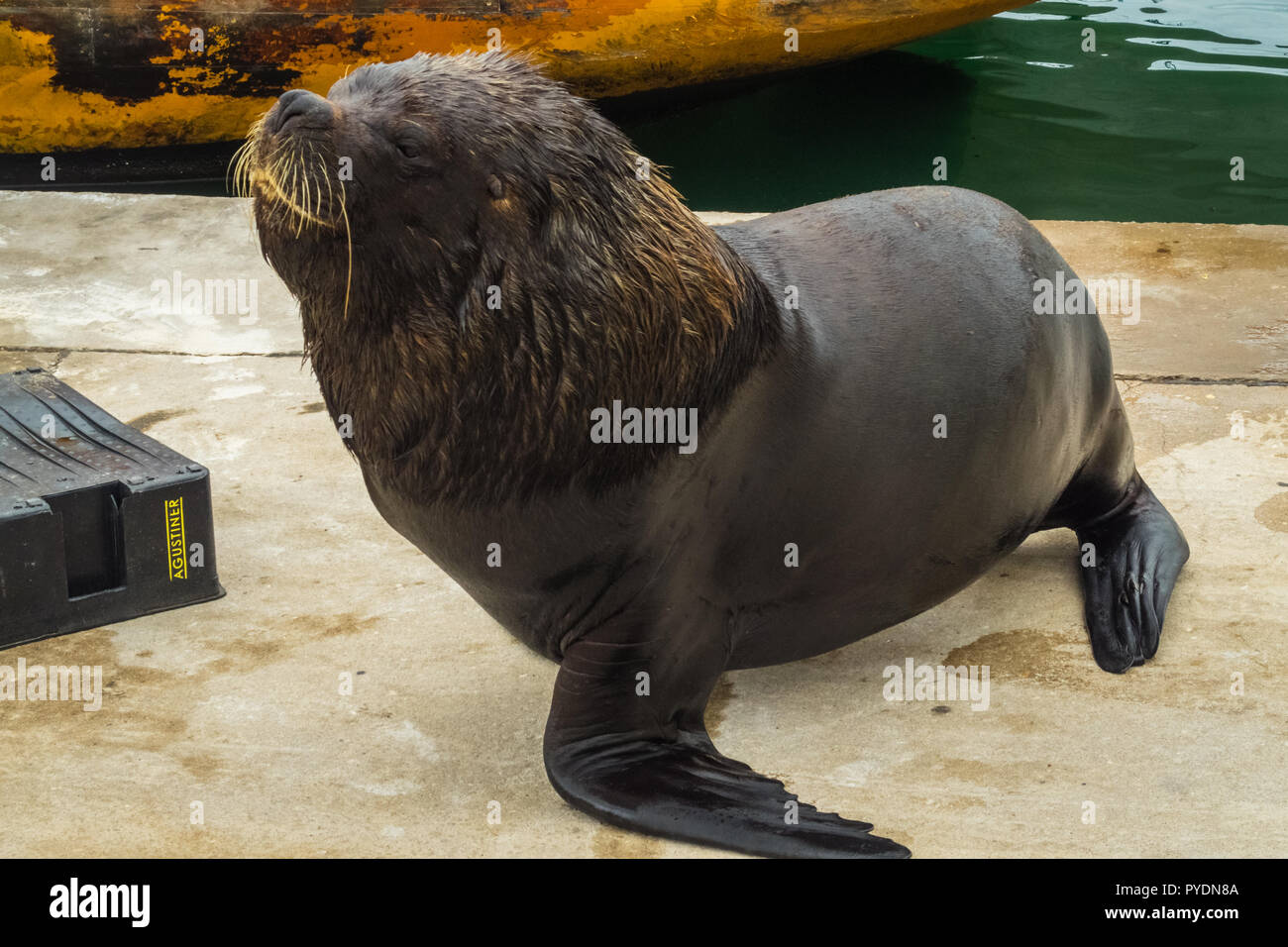 fishing port and sea lions, city of Mar del Plata, Argentina sea wolf ...