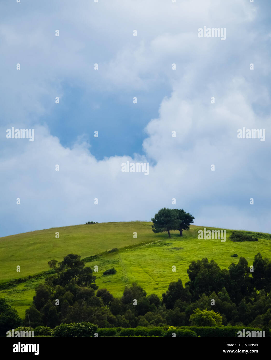 Green Landscape with tree and dramtic sky in the Basque Country, Spain ...