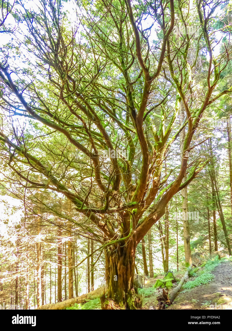 high trees in the forest in pagoeta, basque Country Stock Photo - Alamy