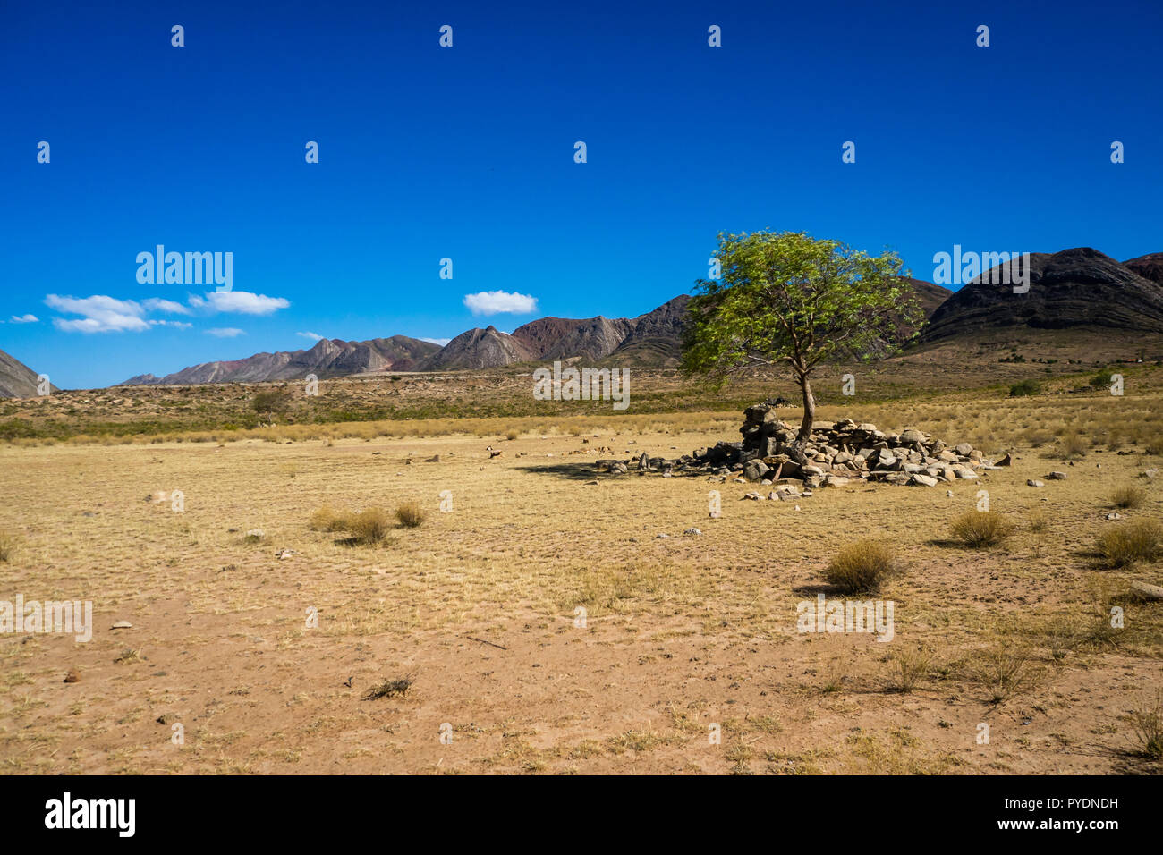 Lonesome tree in Toro Toro Bolivia. The Andes Range Stock Photo - Alamy