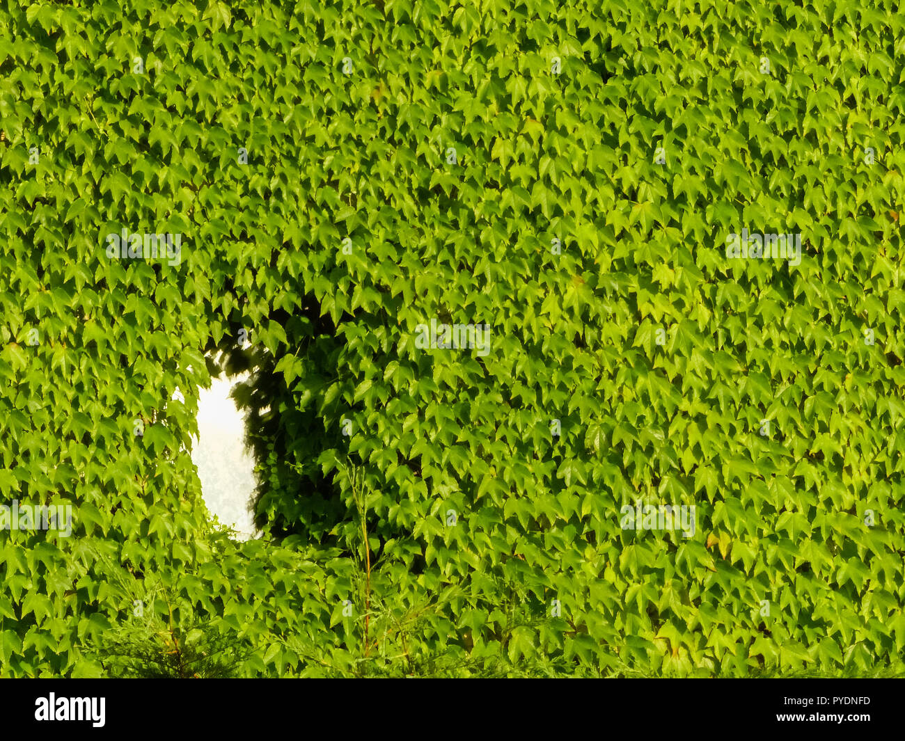 Natural Green leaves wall background, window Stock Photo - Alamy