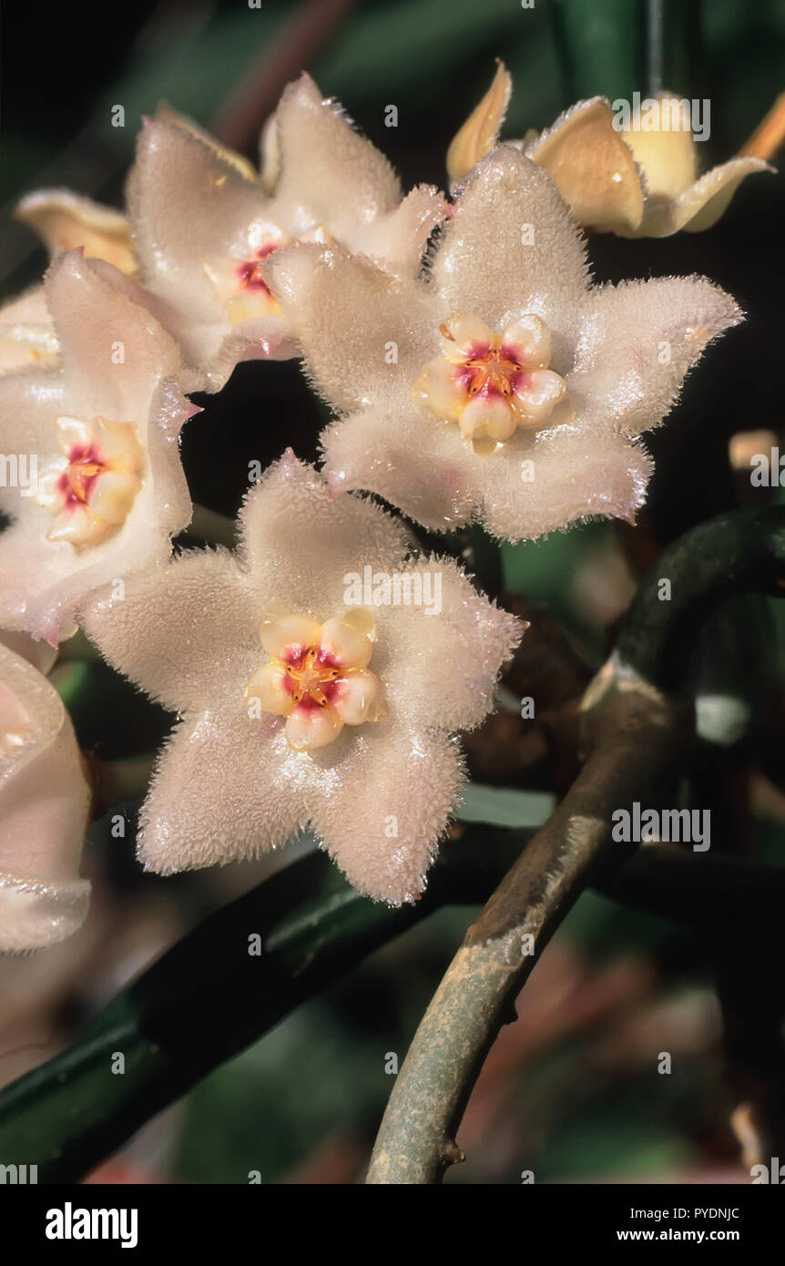 Hoya longifolia var shepherdii, Asclepiadaceae, leaves and ...