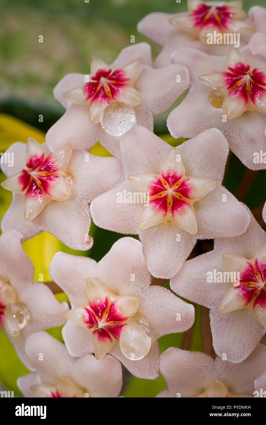 Hoya carnosa, porcelainflower or wax plant, Asclepiadaceae, leaves and ...