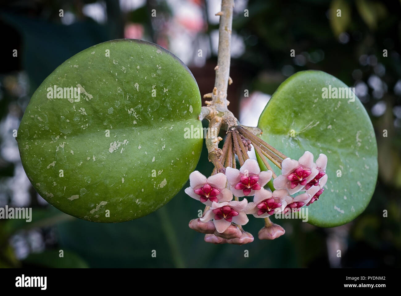 hoya obovata, Asclepiadaceae, leaves and inflorescence, vine ...