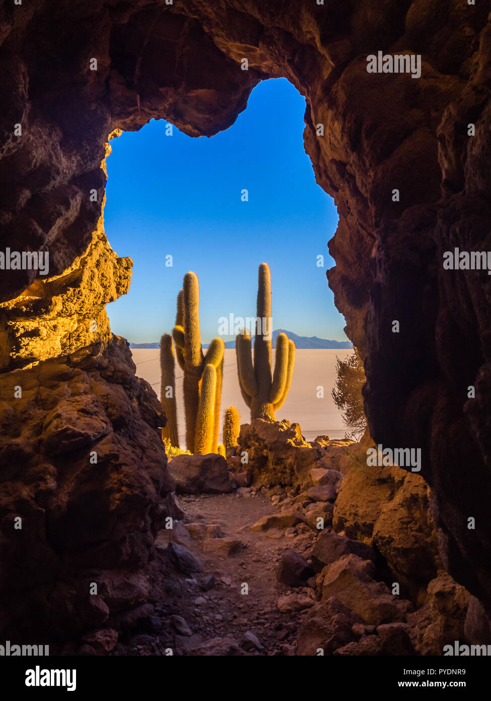 Varios cactus hi-res stock photography and images - Alamy