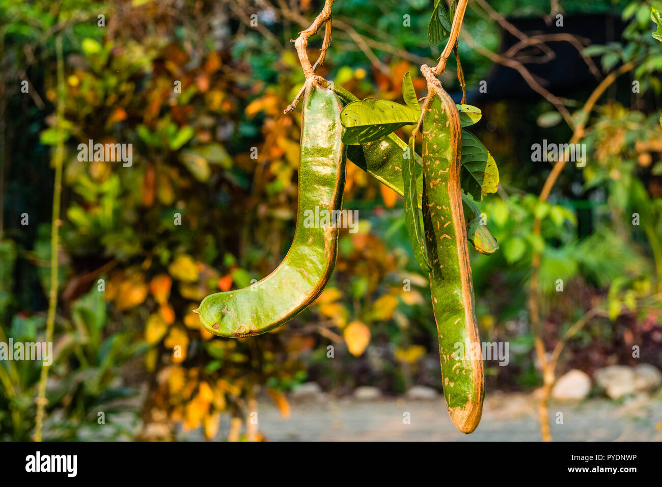 Tropical tree in Bolivia Villa Tunari. Fruits in the rainforest Stock ...