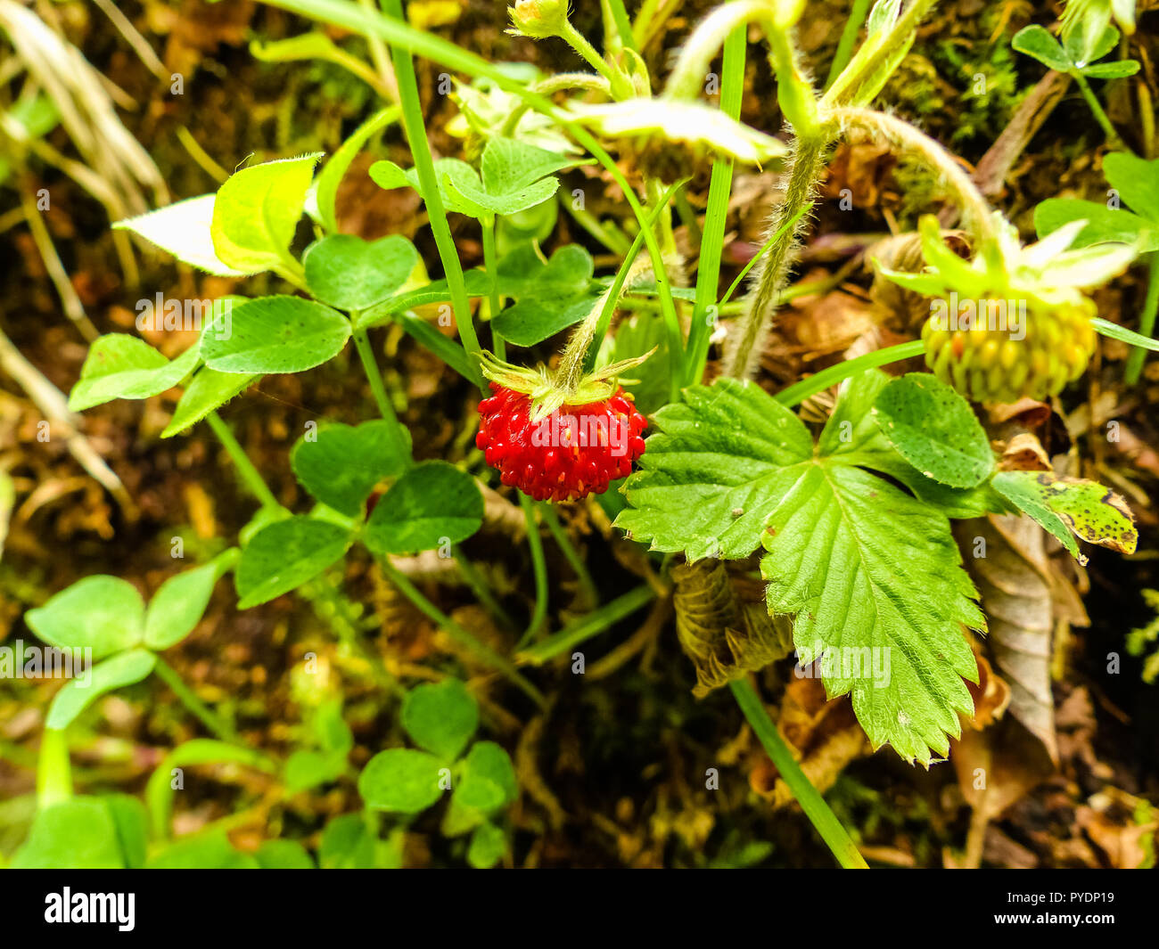 Wild red strawberry in the forest Stock Photo - Alamy