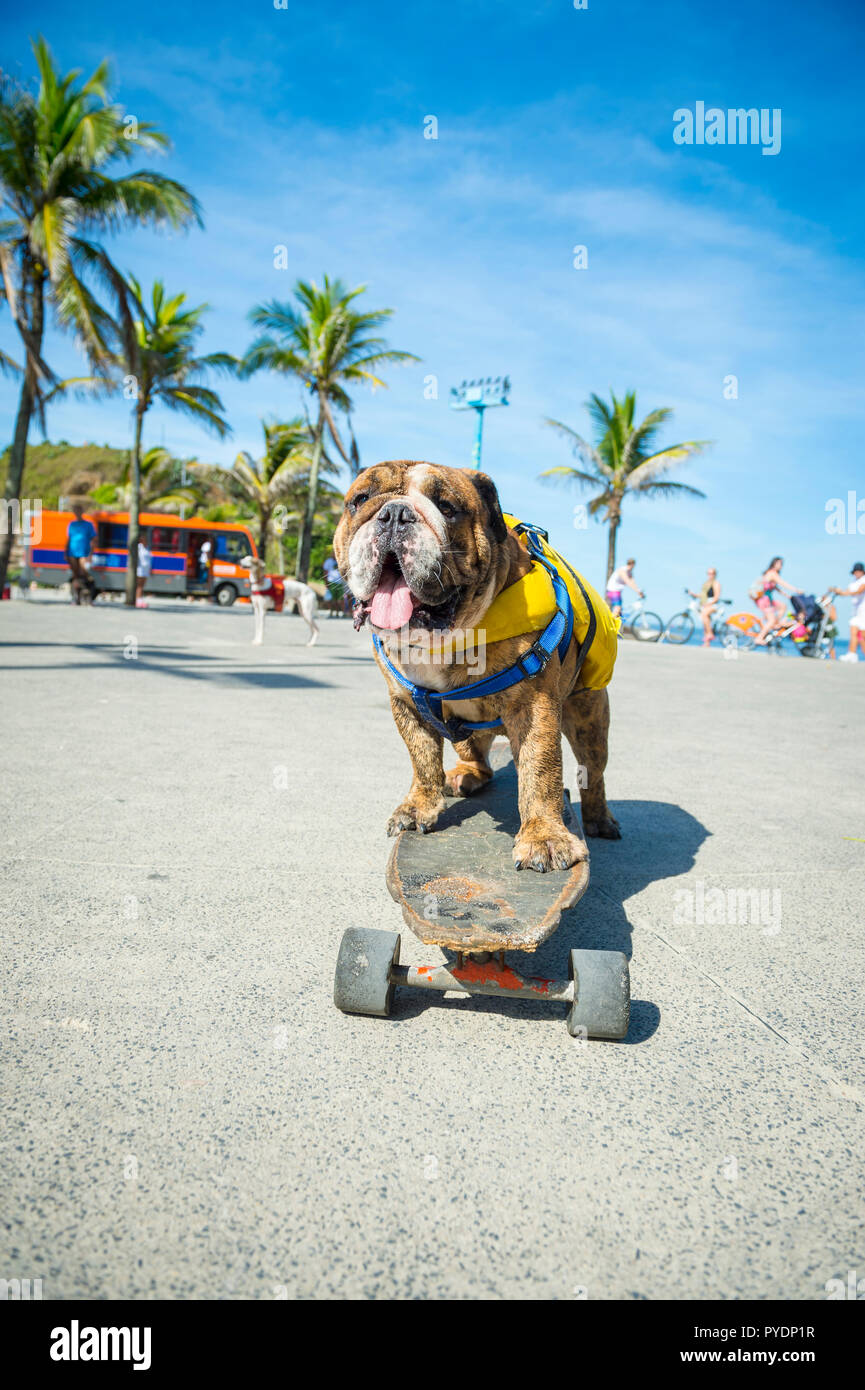 Happy bulldog riding a skateboard on the sidewalk in front of palm ...