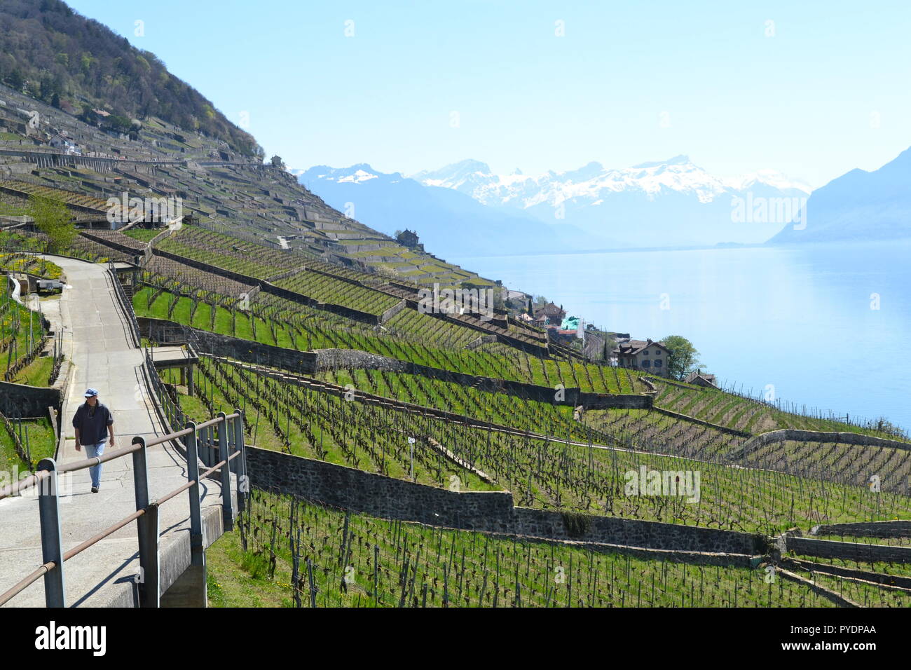The terraced vineyards at Epesses near Cully, Vaud, Switzerland above ...