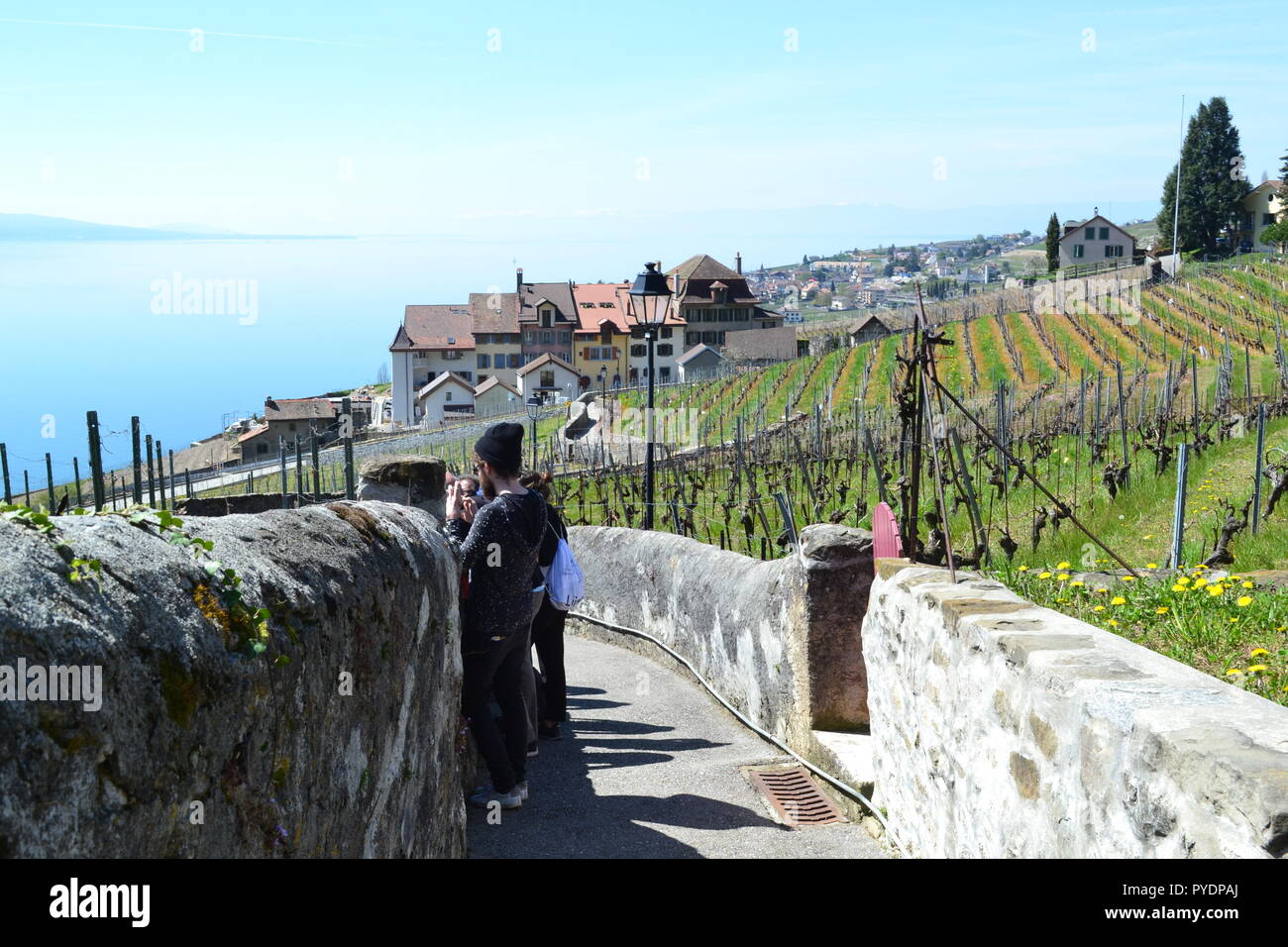 The terraced vineyards at Epesses near Cully, Vaud, Switzerland above ...