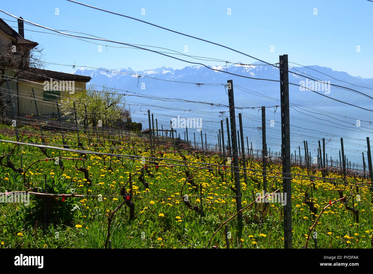 The terraced vineyards at Epesses near Cully, Vaud, Switzerland above ...