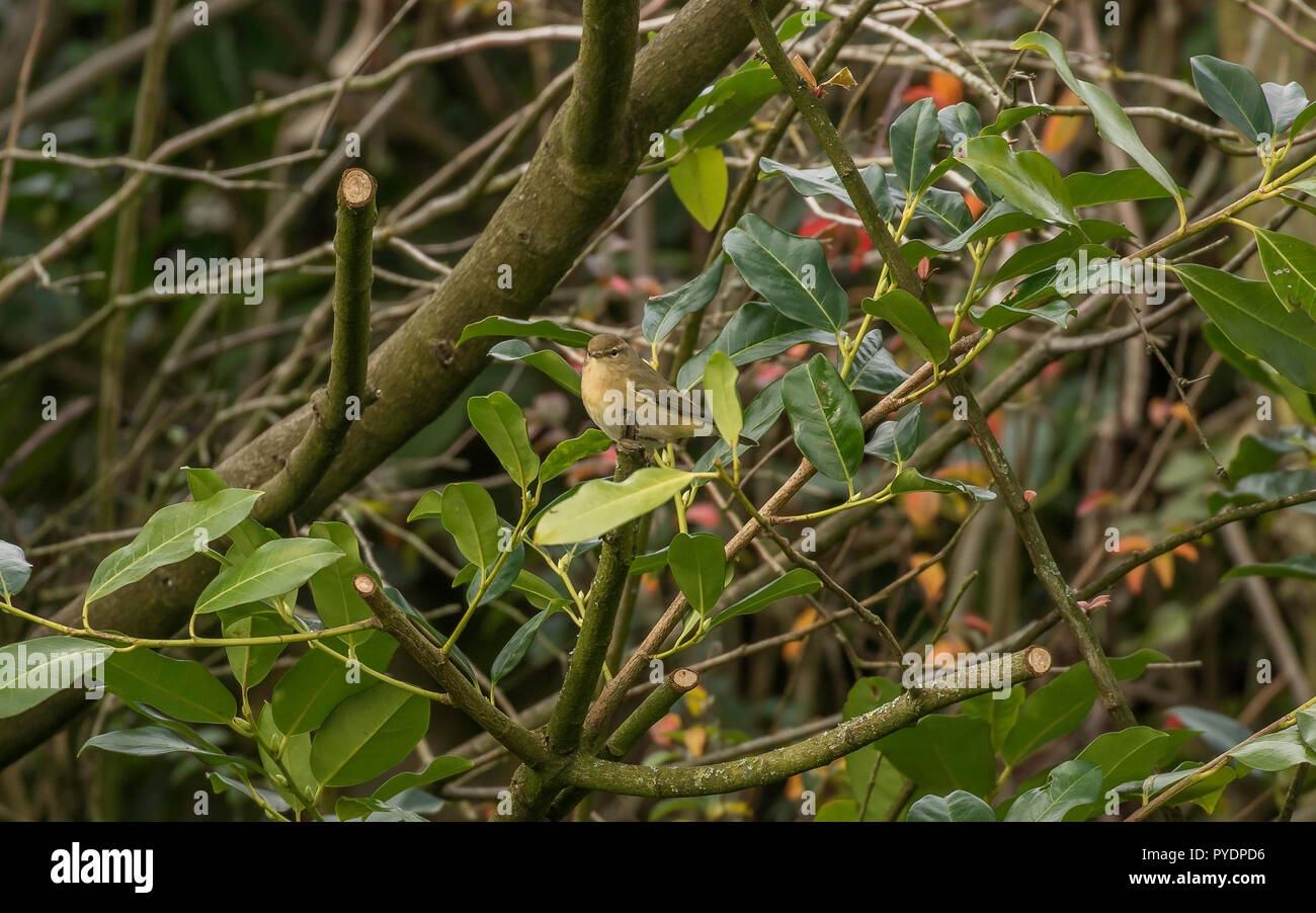 Chiff chaff tree hi-res stock photography and images - Alamy