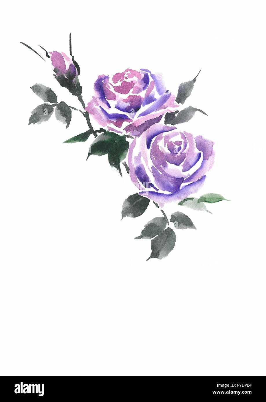 Purple Roses Background