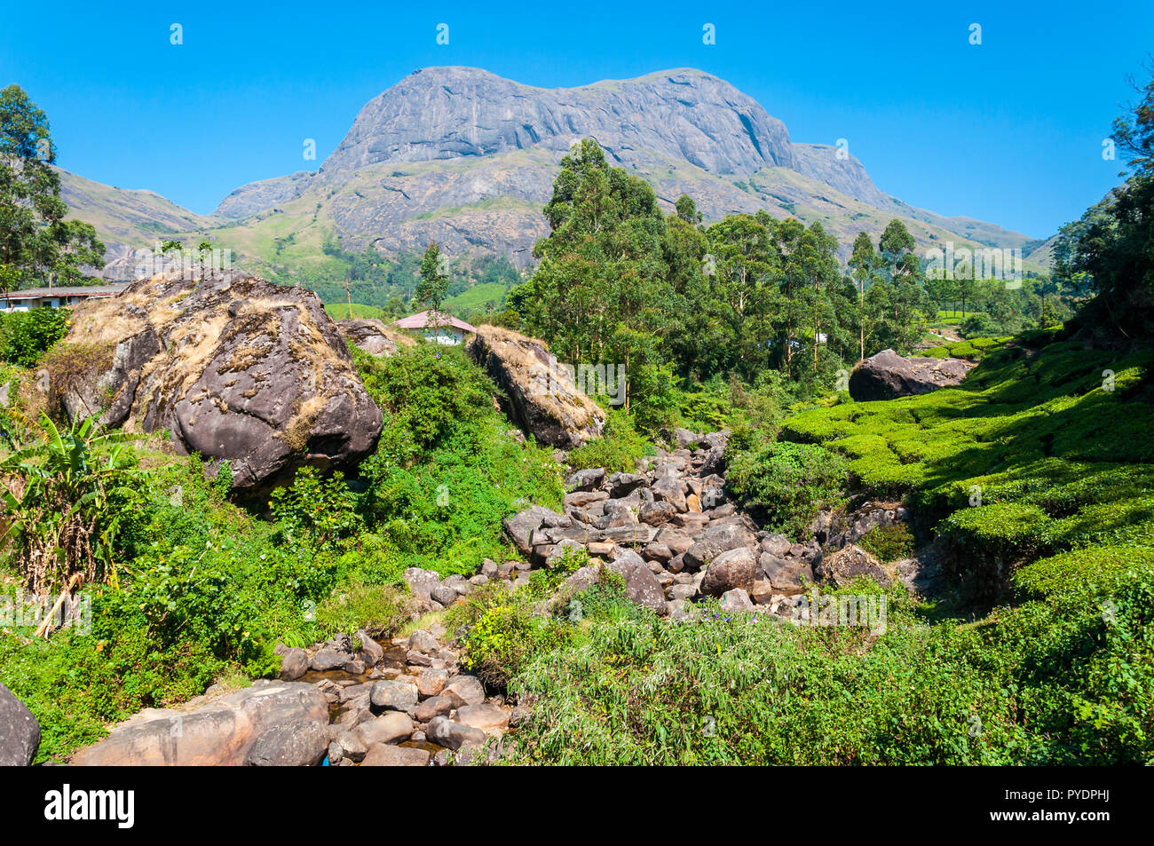 Munnar is an attractive destination with the world's best and renowned ...