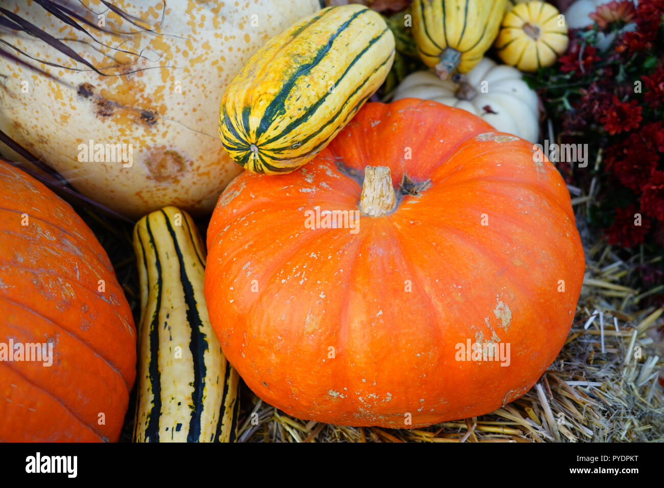 Display of colorful decorative heirloom pumpkins and gourds in the fall ...