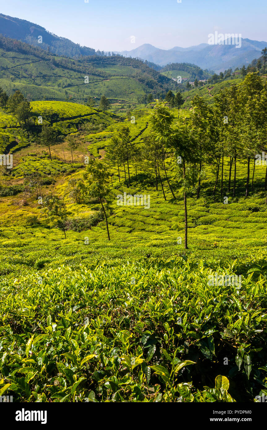 Munnar is an attractive destination with the world's best and renowned ...