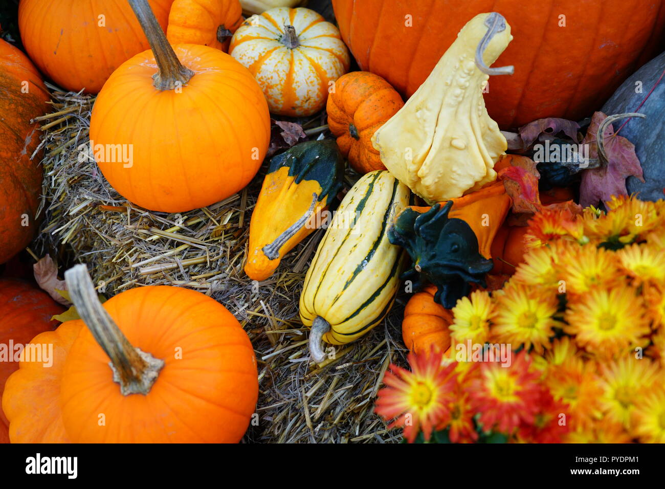 Display of colorful decorative heirloom pumpkins and gourds in the fall ...