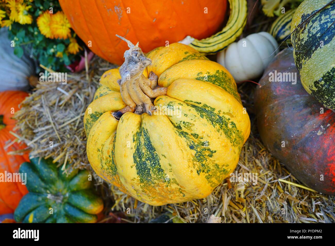 Display of colorful decorative heirloom pumpkins and gourds in the fall ...