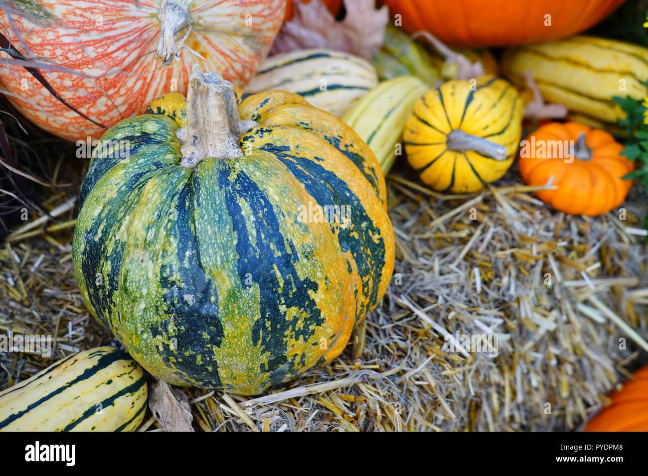 Display of colorful decorative heirloom pumpkins and gourds in the fall ...