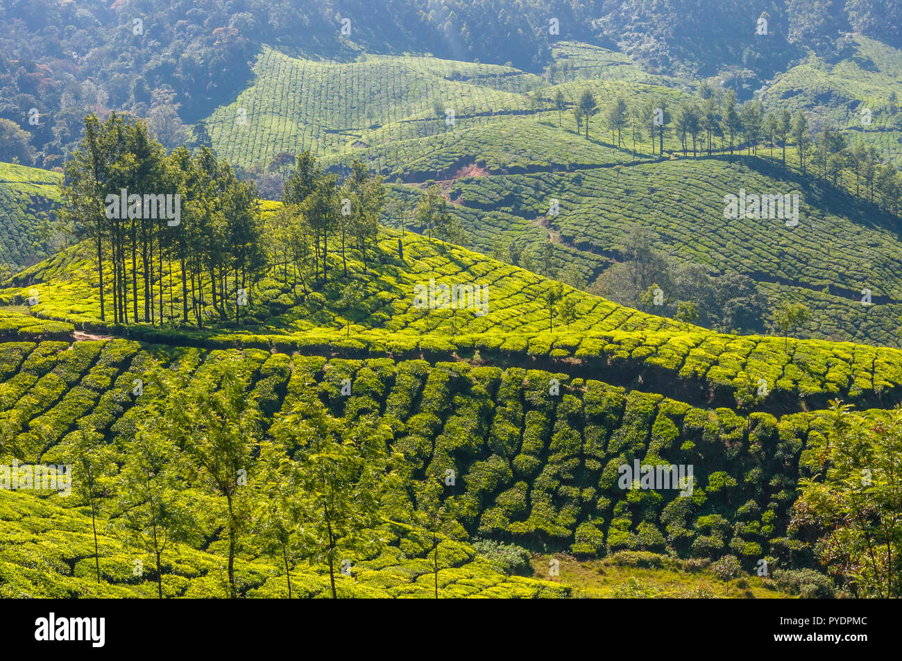 Munnar is an attractive destination with the world's best and renowned ...
