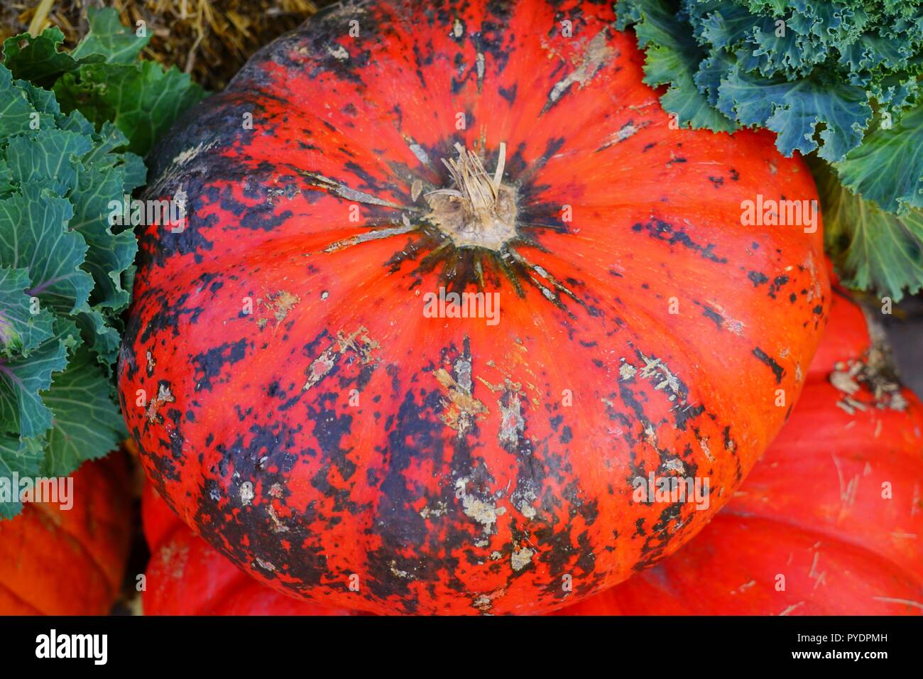 Display of colorful decorative heirloom pumpkins and gourds in the fall ...