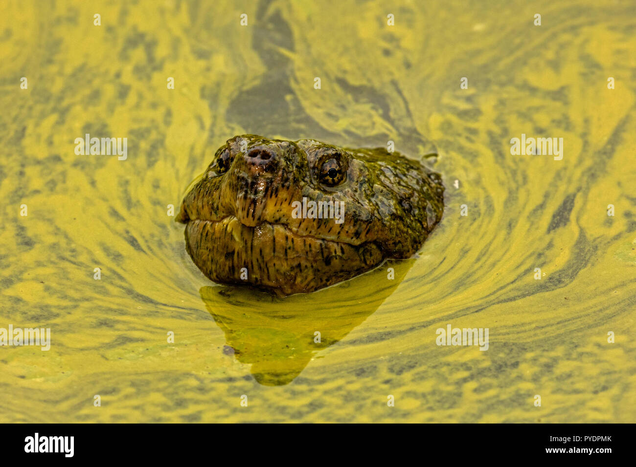 snapping turtle,Chelydra serpentina, and algal bloom,Cyanobacteria ...