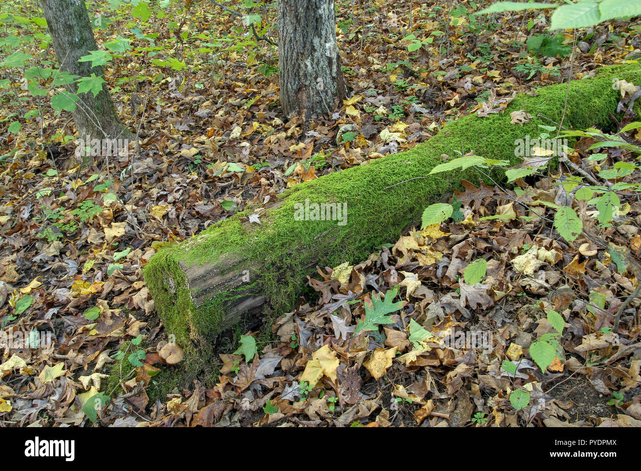 Tree moss pennsylvania hi-res stock photography and images - Alamy