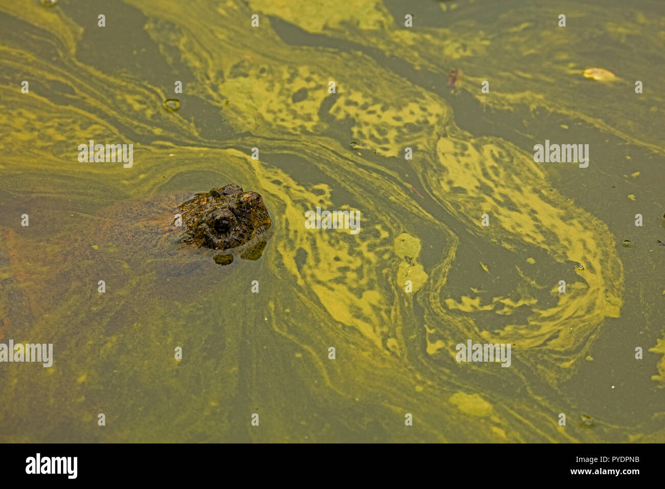 snapping turtle,Chelydra serpentina, and algal bloom,Cyanobacteria ...