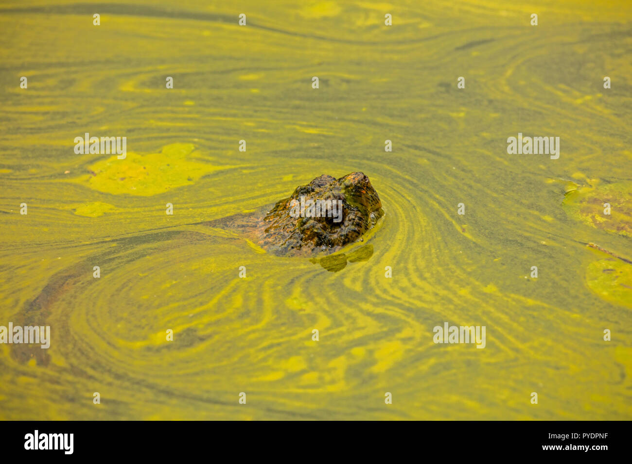 snapping turtle,Chelydra serpentina, and algal bloom,Cyanobacteria ...