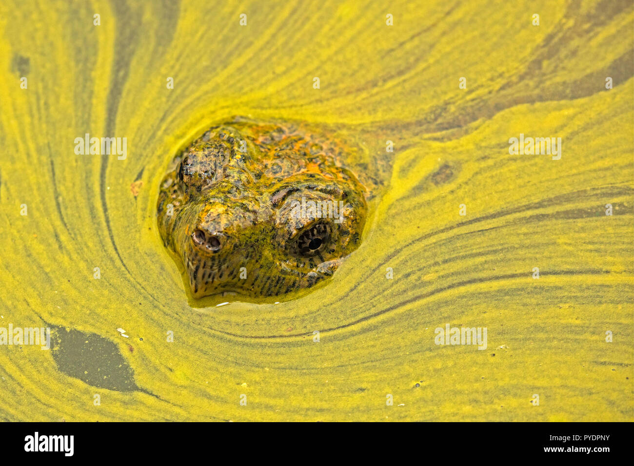 snapping turtle,Chelydra serpentina, and algal bloom,Cyanobacteria ...