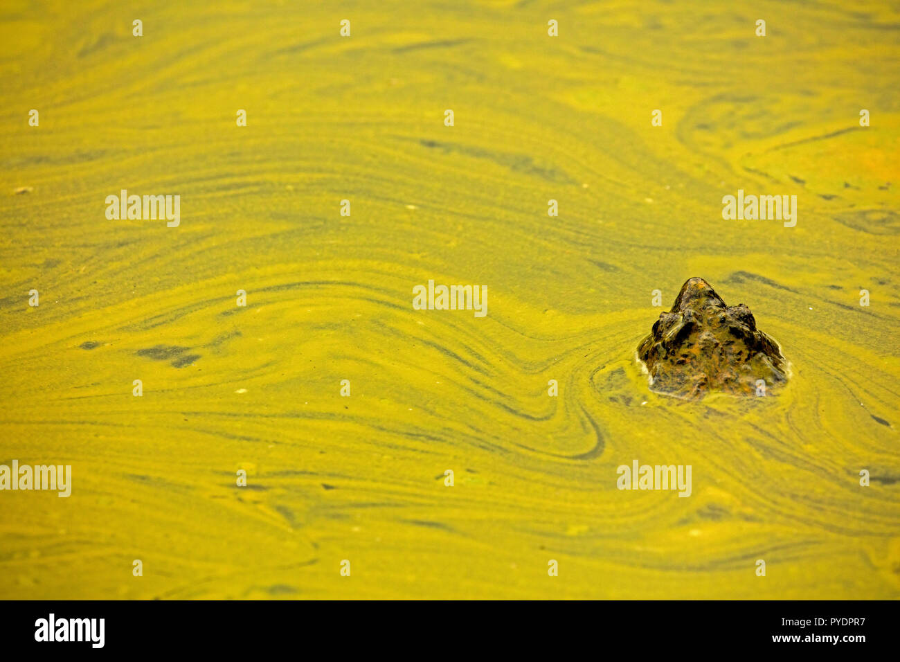 snapping turtle,Chelydra serpentina, and algal bloom,Cyanobacteria ...