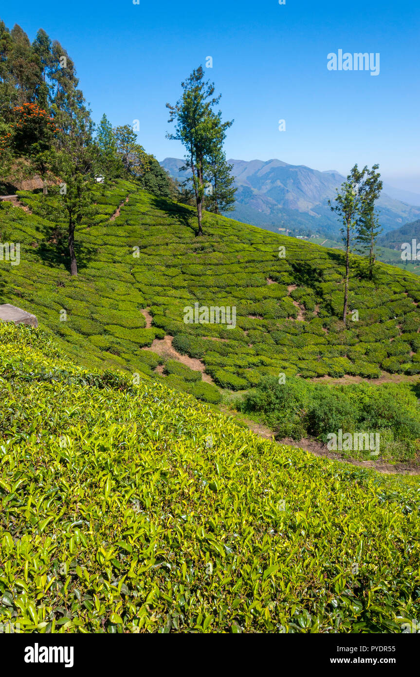 Munnar is an attractive destination with the world's best and renowned ...