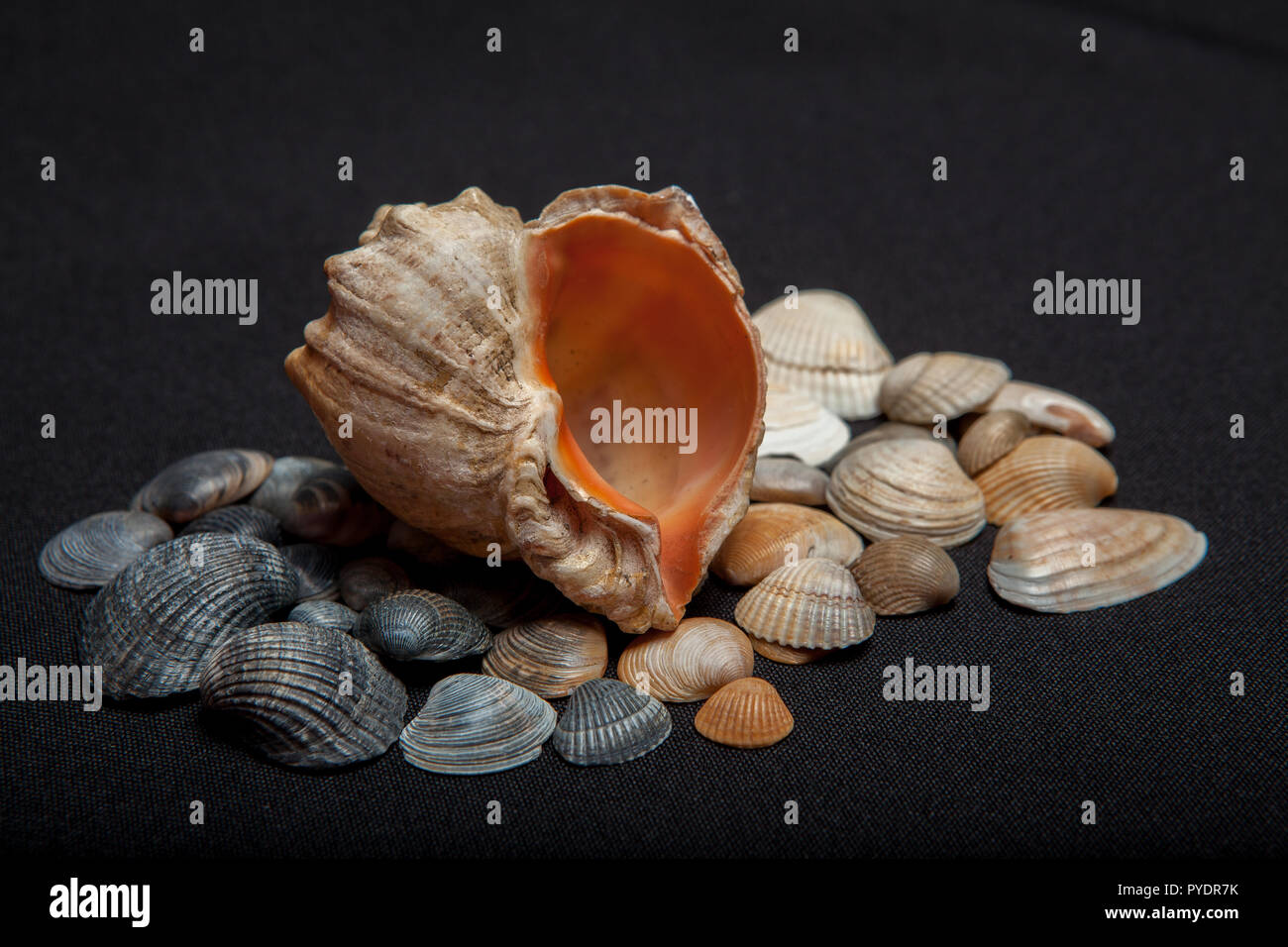 single seashell standing on small shells isolated on black background ...