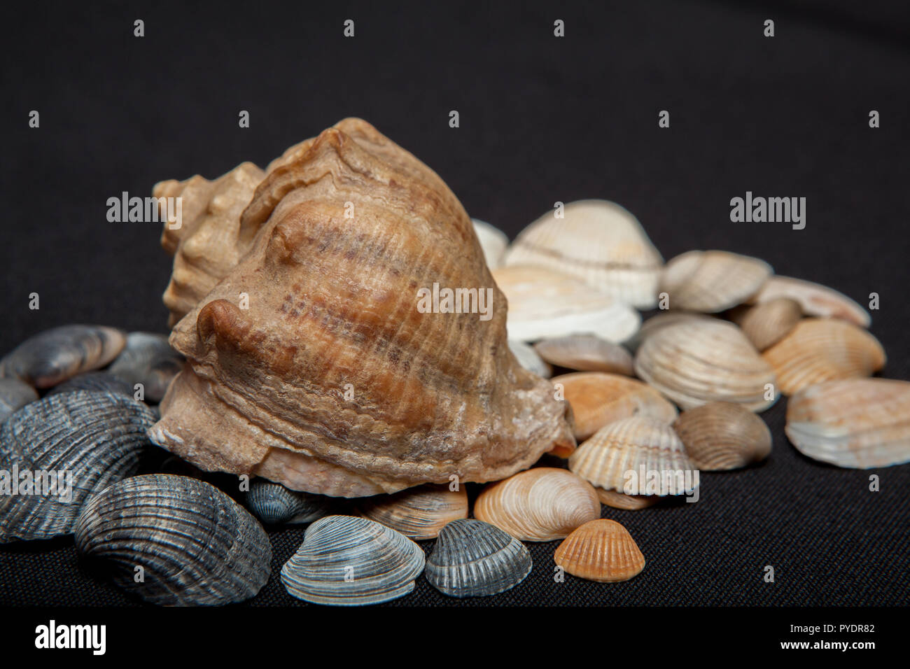 single seashell standing on small shells isolated on black background ...