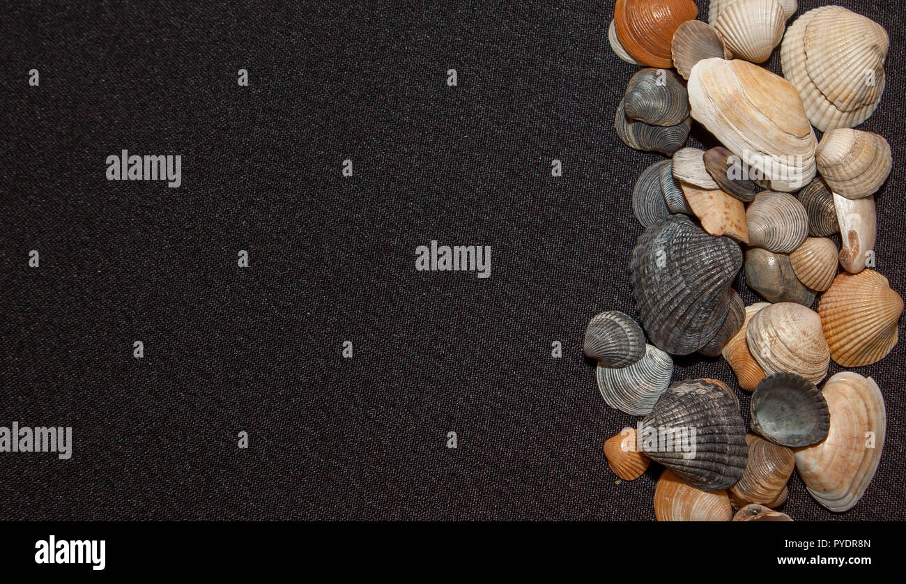 Set of sea shells on a black background, place for text Stock Photo - Alamy