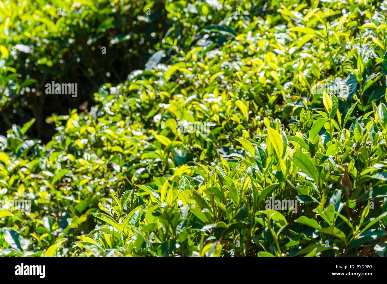 Munnar is an attractive destination with the world's best and renowned ...