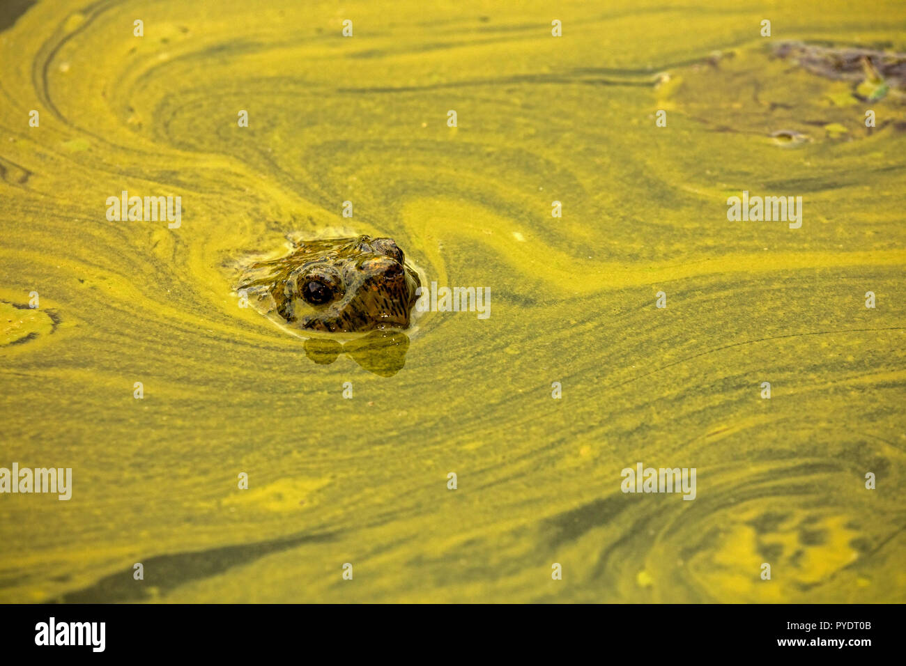 snapping turtle,Chelydra serpentina, and algal bloom,Cyanobacteria ...