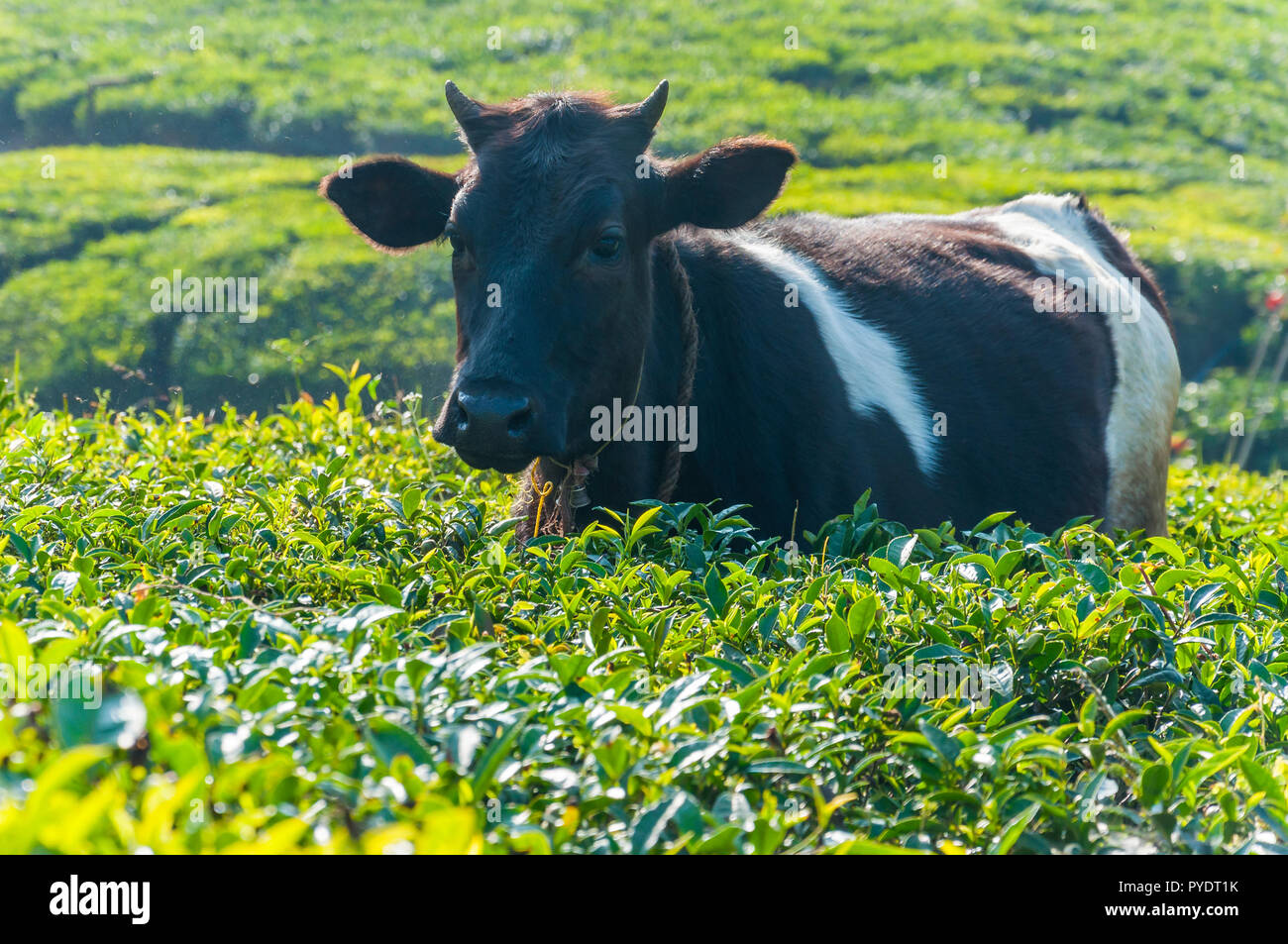 Flora and fauna munnar hi-res stock photography and images - Alamy