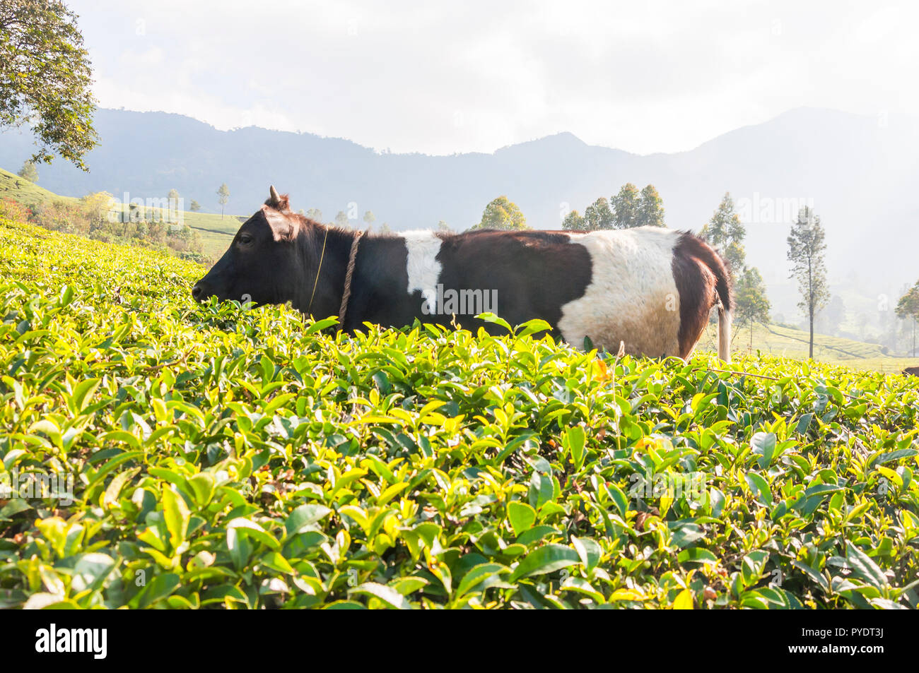 Flora and fauna munnar hi-res stock photography and images - Alamy