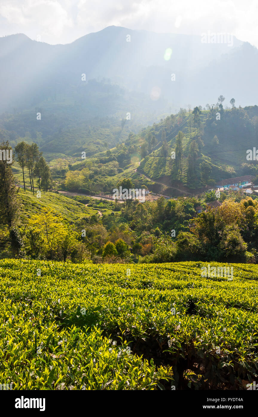 Munnar is an attractive destination with the world's best and renowned ...