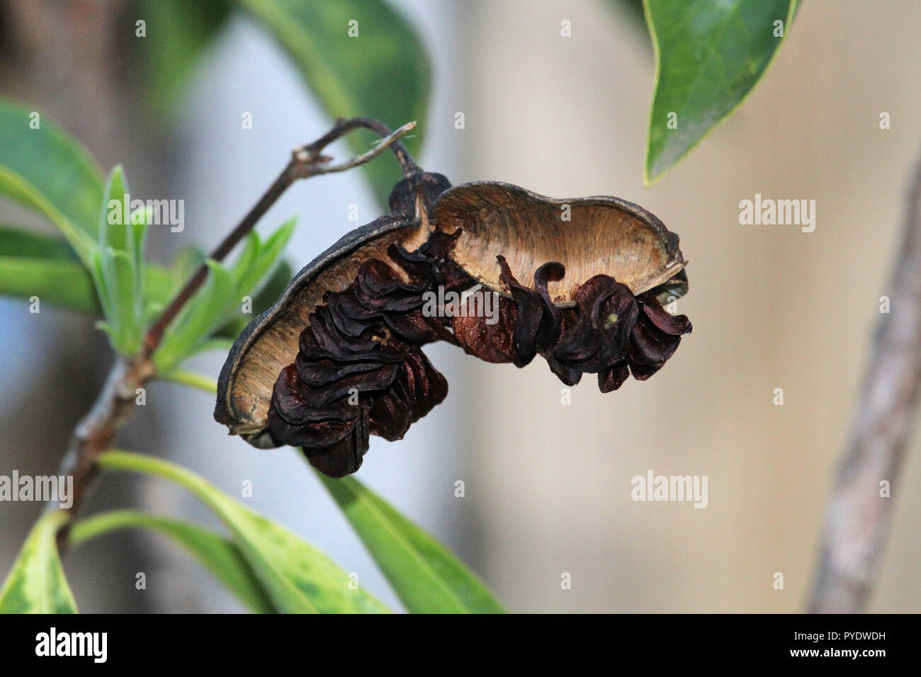 Native frangipani hi-res stock photography and images - Alamy