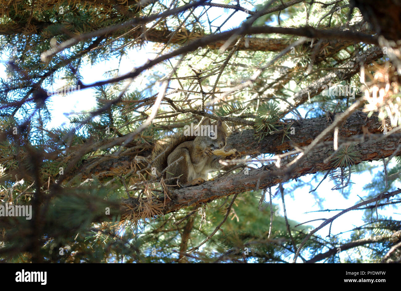 Squirrels pine cones hi-res stock photography and images - Alamy