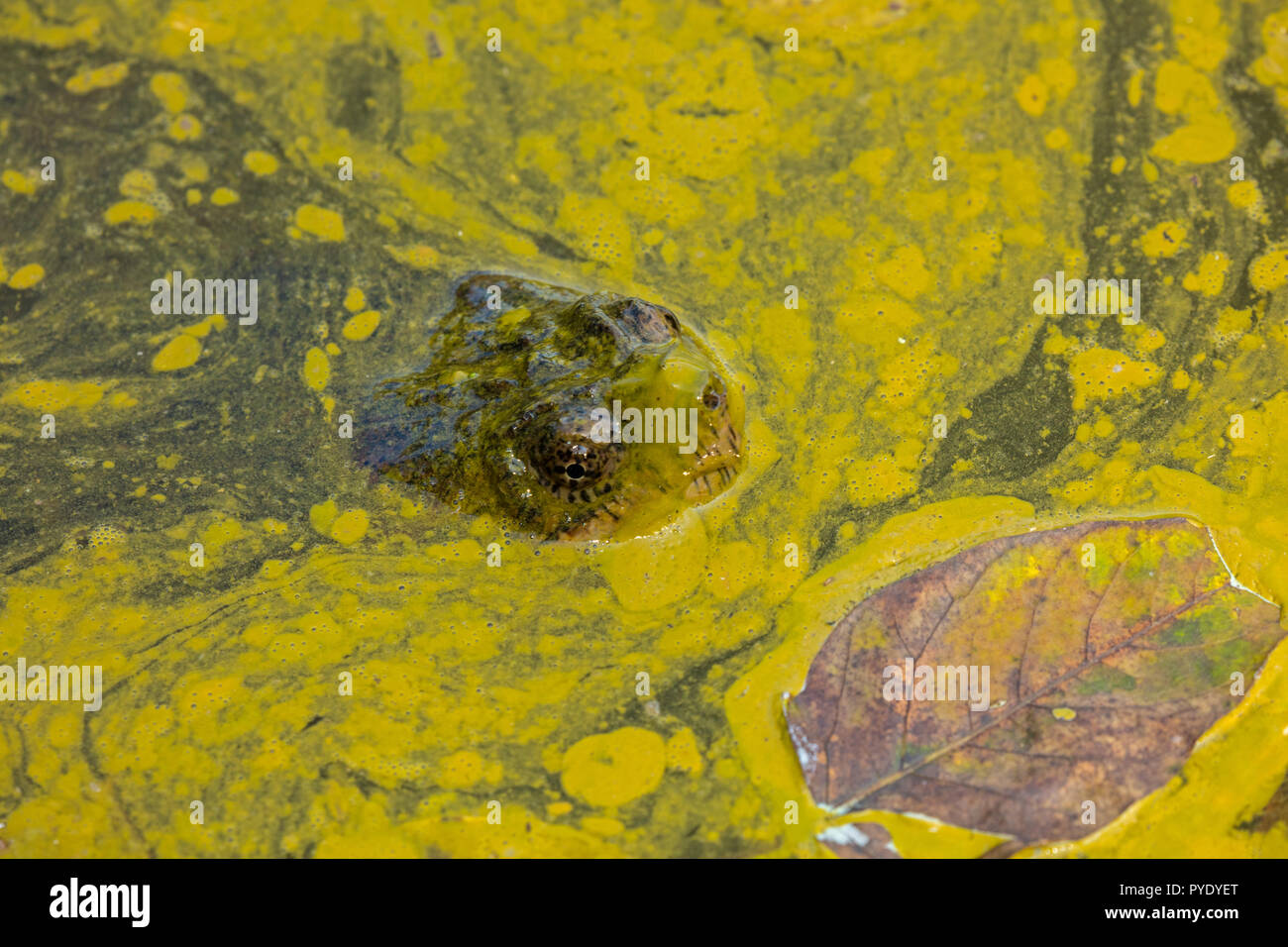 snapping turtle,Chelydra serpentina, and algal bloom,Cyanobacteria ...