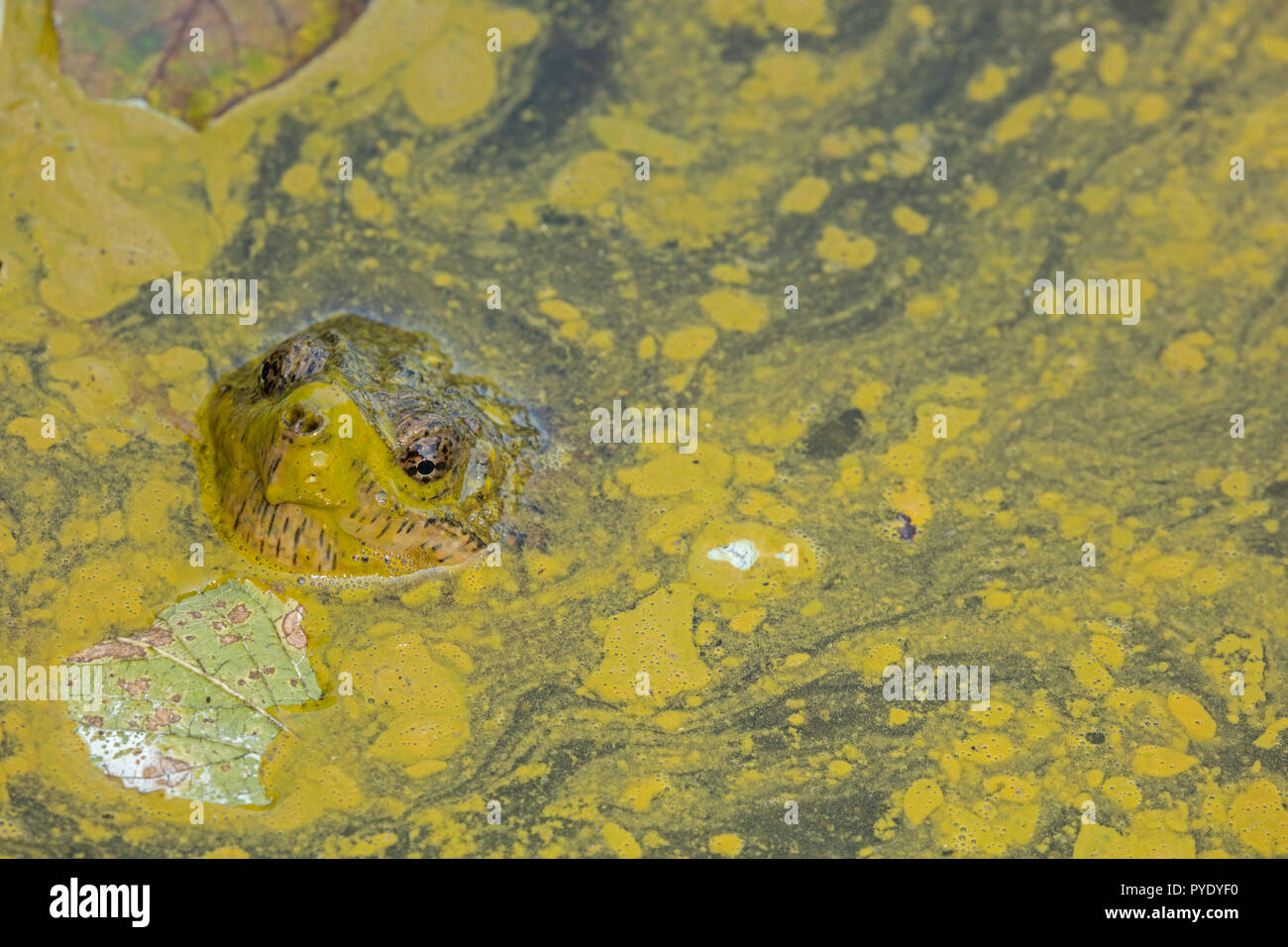 snapping turtle,Chelydra serpentina, and algal bloom,Cyanobacteria ...