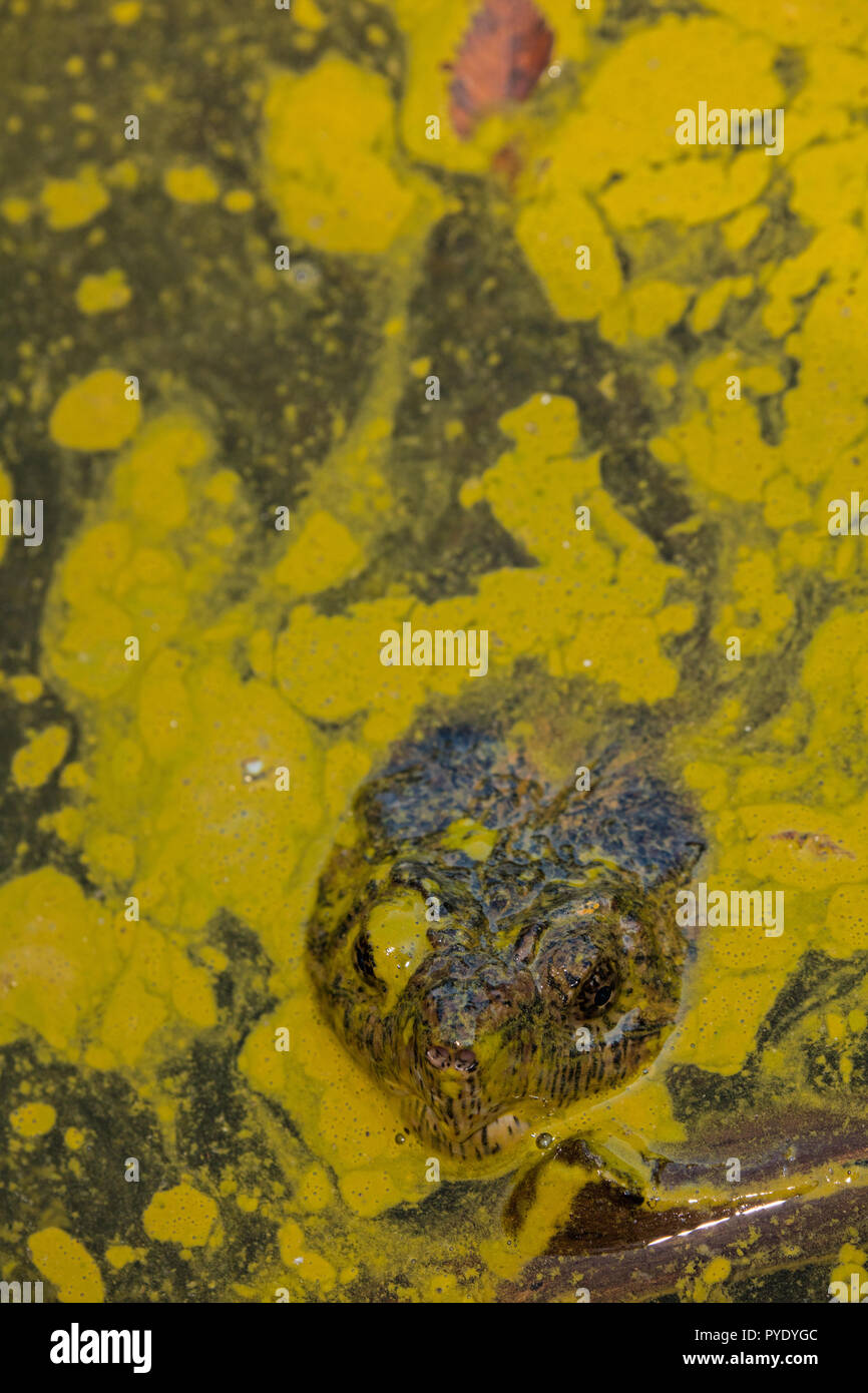 snapping turtle,Chelydra serpentina, and algal bloom,Cyanobacteria ...
