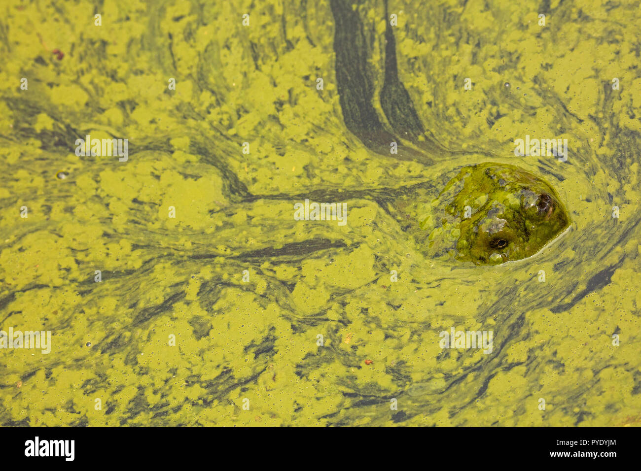 snapping turtle,Chelydra serpentina, and algal bloom,Cyanobacteria ...