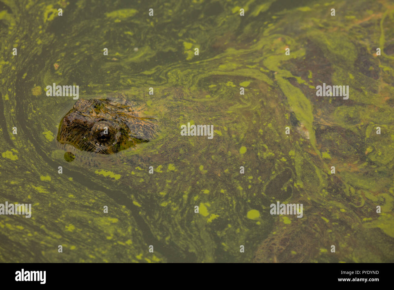 snapping turtle,Chelydra serpentina, and algal bloom,Cyanobacteria ...