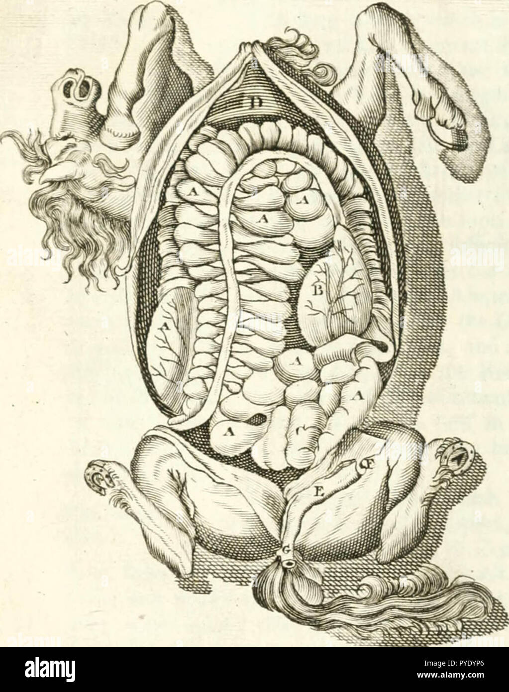 The farrier's new guide. Containing, first, The anatomy of a horse ...