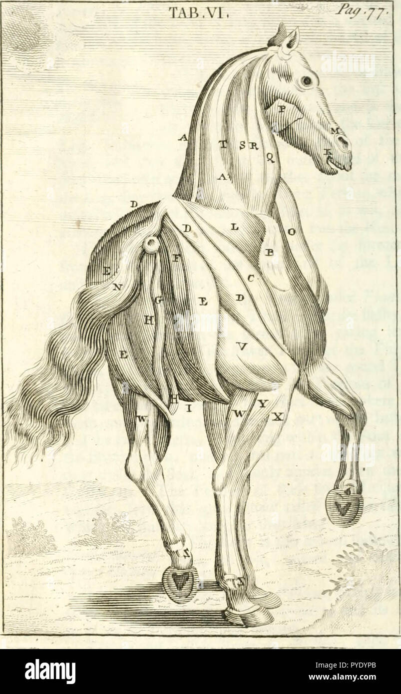 The farrier's new guide. Containing, first, The anatomy of a horse ...