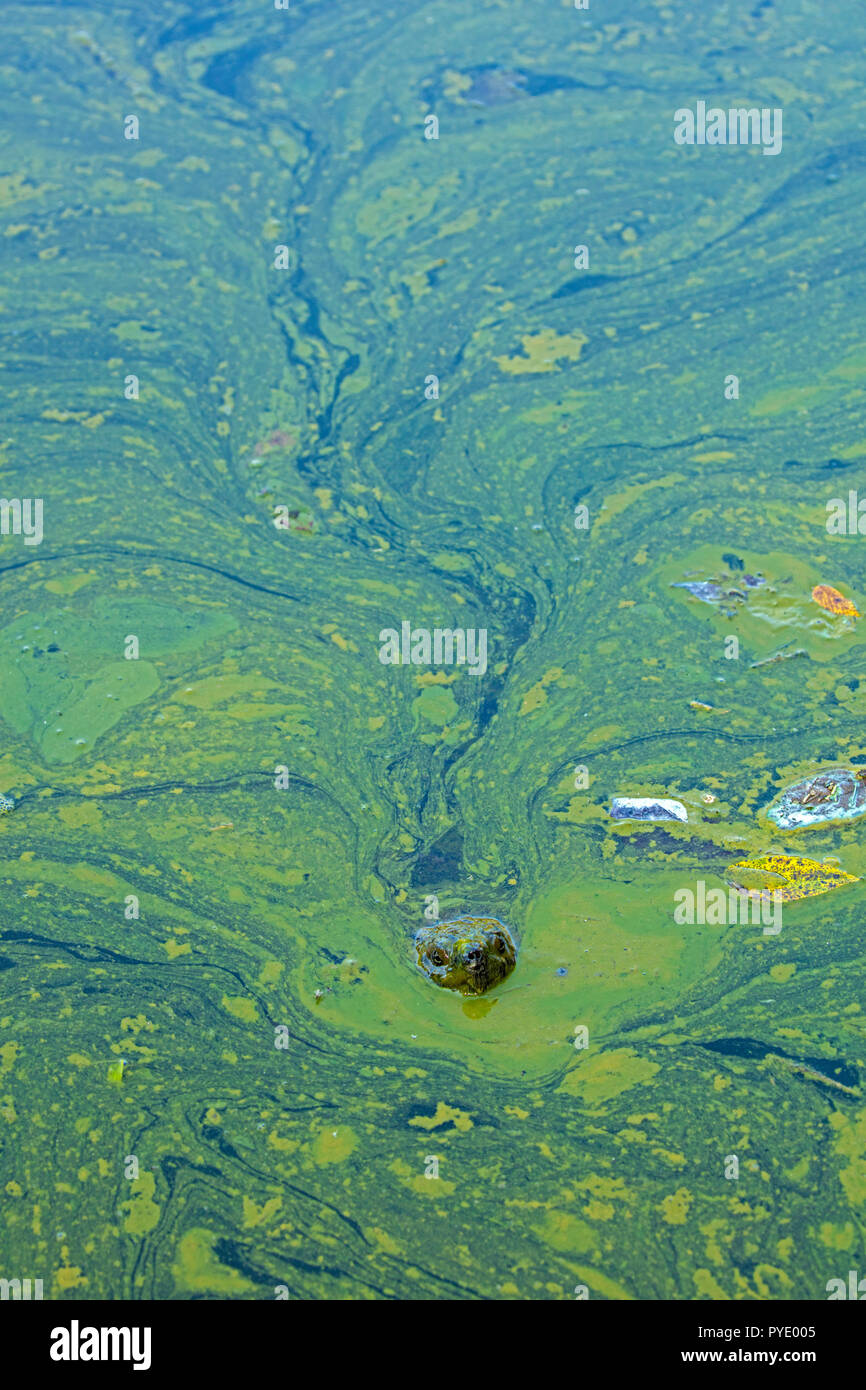 snapping turtle,Chelydra serpentina, and algal bloom,Cyanobacteria ...